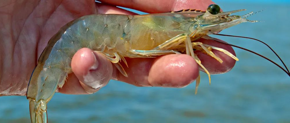 Explore the pain points and solutions of shrimp - Space Coast Daily UK